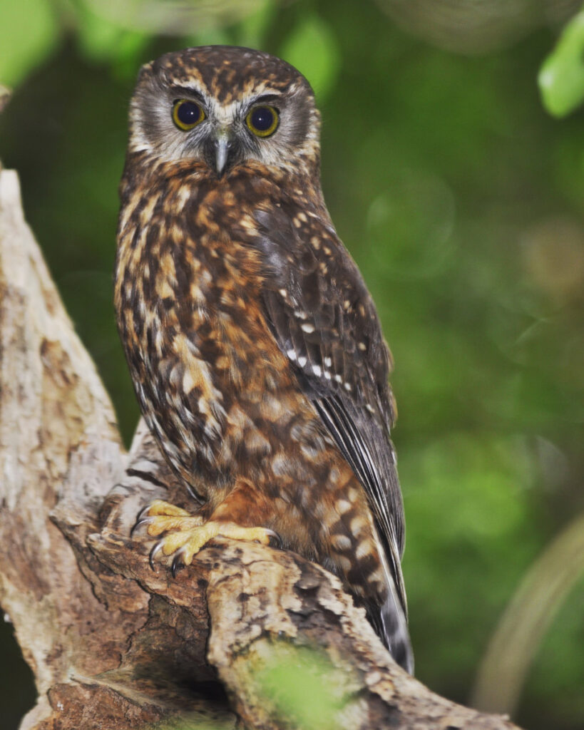 Morepork - It's our only surviving native owl - Beaks and Feathers