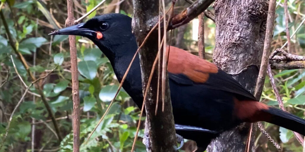 South Island Saddleback - a fast favourite - Beaks and Feathers